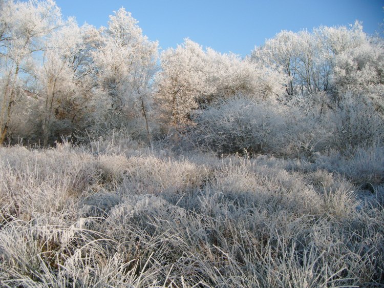 Blog – The Anthropocene and More-Than-Human World Writing Workshop Series