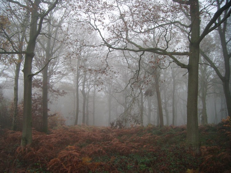 The Anthropocene and More-Than-Human World Writing Workshop Series